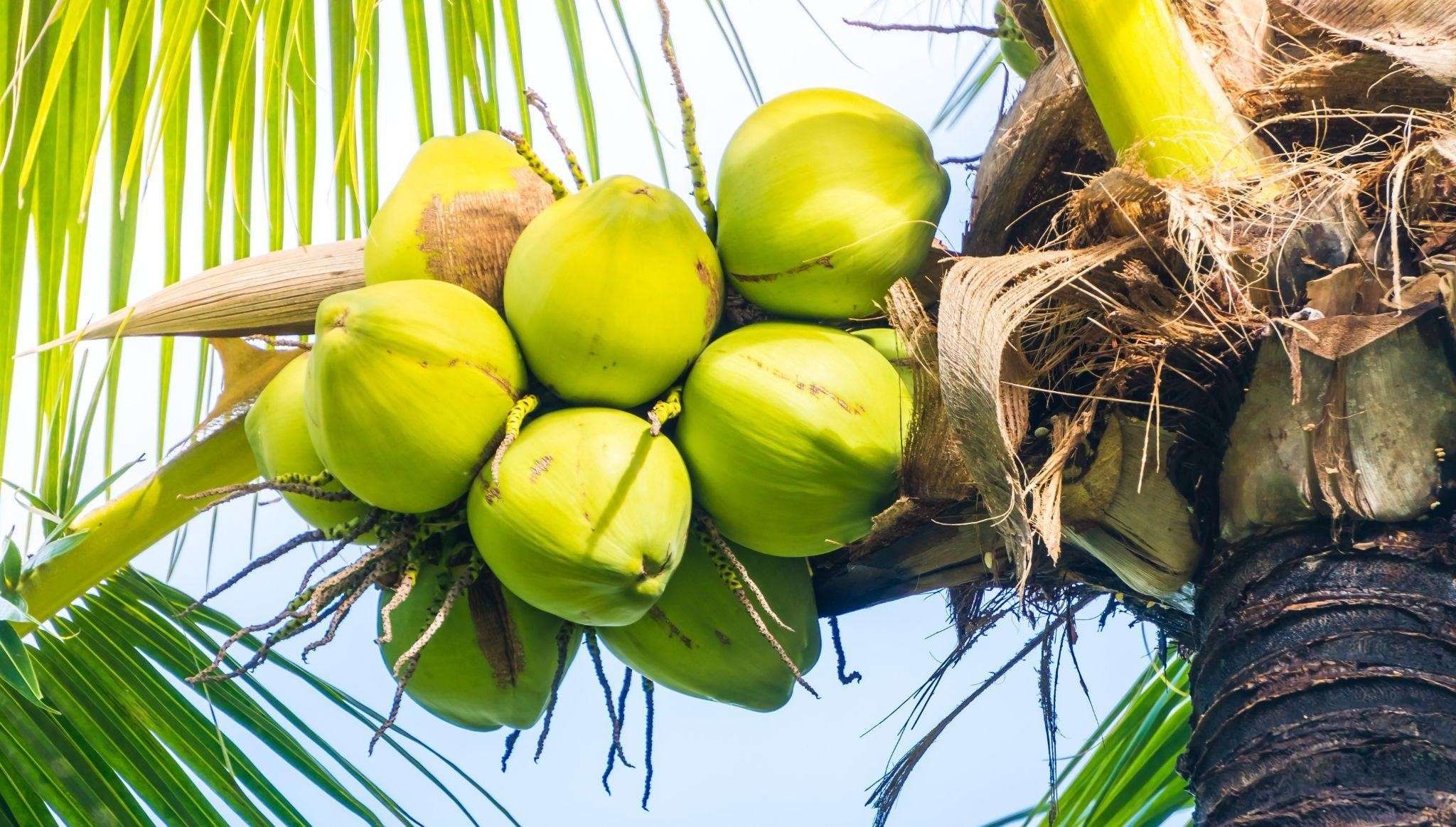 Pohon Kelapa: Tanaman Serbaguna dengan Segudang Manfaat